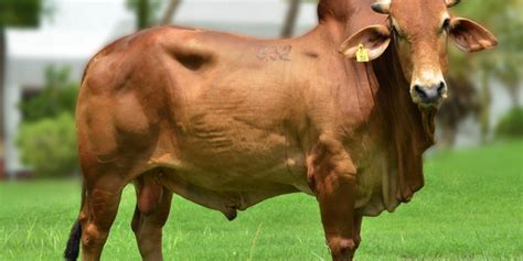 Ndpi Front Page Ndpi