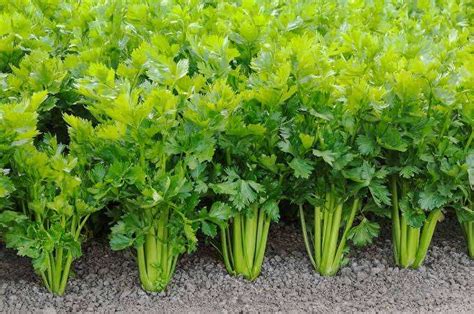 Celery The Cooling Vegetable
