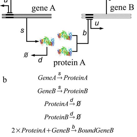The Network Of A Toggle Switch A The Topology Of The Network And