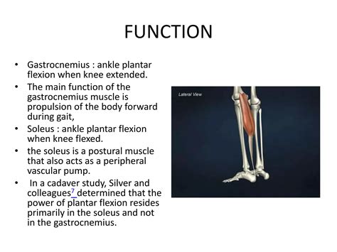 Anatomy Of Gastrocsoleus Complex And Tear Of Tendopptx