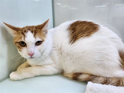 코리안숏헤어 모찌 요크셔테리어무료입양사이트 웰시코기무료입양사이트 이탈리아그레이하운드무료입양사이트 치와와무료입양사이트 코카스파니엘무료입양사이트 폼스키무료입양사이트 폼치무료입양