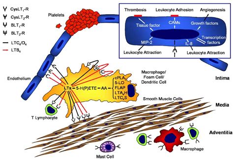 Figure 1 From The 5 Lipoxygenase Pathway In Arterial Wall Biology And Atherosclerosis