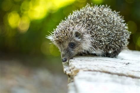 Do Hedgehogs Hibernate What To Know About Hibernation