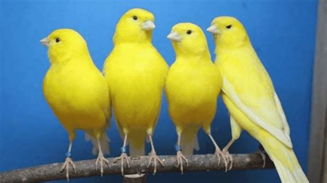 Blue Factor Canary Birds Complete Care And Breeding Guide