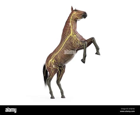 Sistema Nervioso De Un Caballo