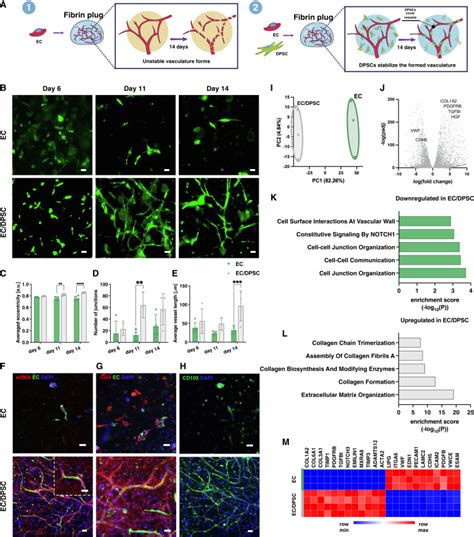 Primitive Macrophages Enable Long Term Vascularization Of Human Heart