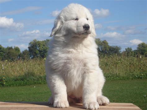 Golden Pyrenees Great Pyrenees Golden Retriever Mix Info Puppies