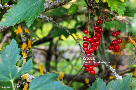 여름에는 녹색 단풍이있는 가지에 익은 육즙이 많은 붉은 건포도 건강한 식생활에 대한 스톡 사진 및 기타 이미지 건강한 식생활 과일 관목 Istock
