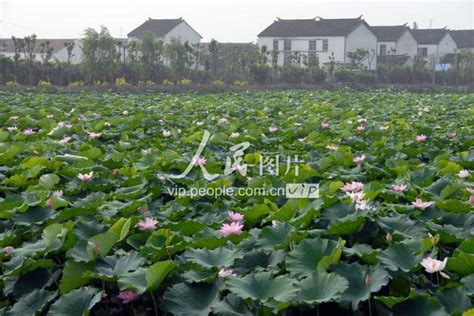 苏州荷塘月色湿地公园花香四溢 人民图片网