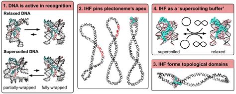 Structural Interplay Between Dna Shape Protein Recognition And Supercoiling The Case Of Ihf