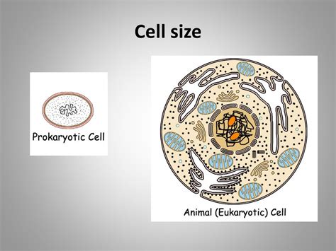 Ppt Prokaryotic And Eukaryotic Cells Powerpoint Presentation Free