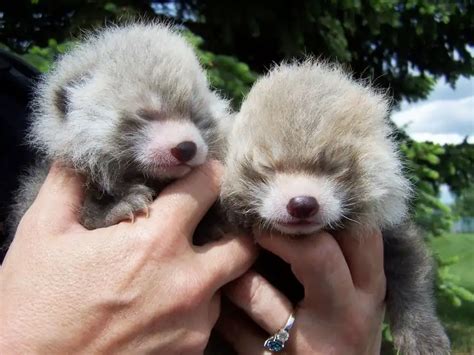 15 фотографий которые доказывают что малыши выдры милее чем вы думали