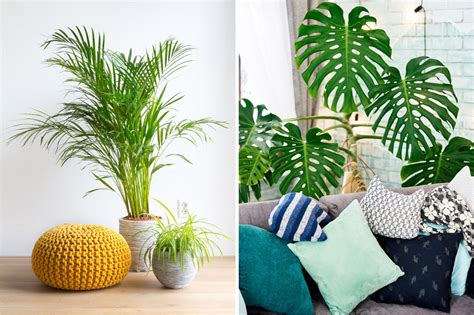 Decorative Plants Photos Shelly Lighting
