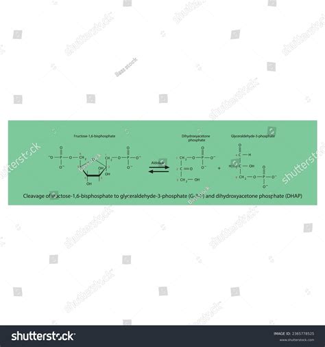 Dihydroxyacétone Phosphate Over 10 Royalty Free Licensable Stock
