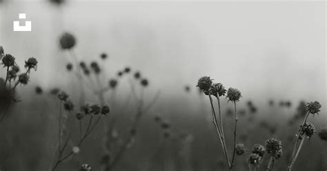 Photographie De Fleurs En Niveaux De Gris Photo Image Gratuite De Gris Sur Unsplash