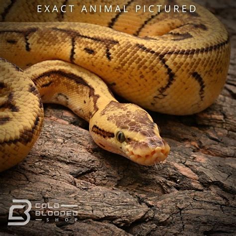 Lemon Blast Ball Python Lemon Blast Ball Python
