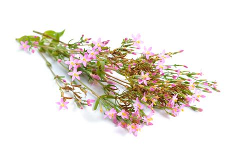 Золототысячник - купить лечебные травы недорого в интернет-магазине ...