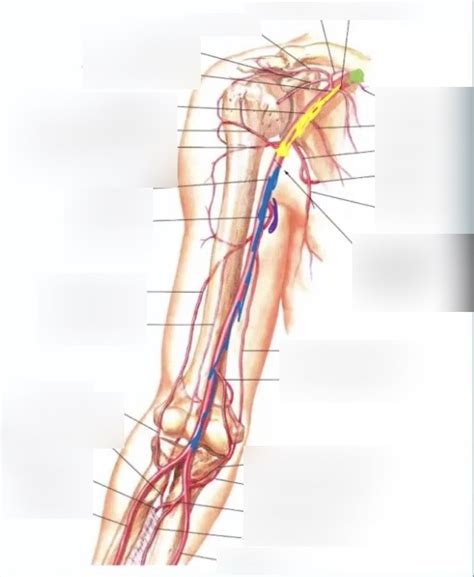 Upper Extremity Arteries Diagram Quizlet
