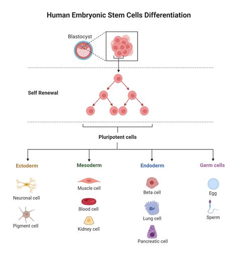 Cell Differentiation Embryo