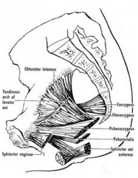 Sphincter Ani Externus Spieren Menselijk Lichaam Menselijk Lichaam