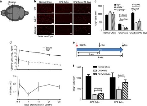The Cd24 Siglec G Axis Protects Mice Against Cuprizone Induced Oligodendrocyte Loss Targeting