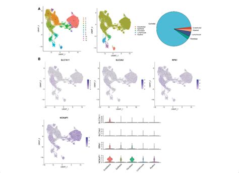 Validation Of Single Cell Rna Sequencing A Annotation Of All Cell