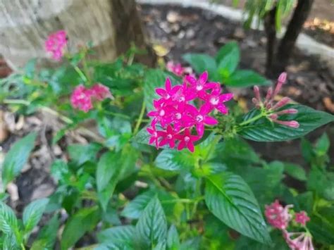 විසිතුරු මල් පැල වගාව හා අලෙවිය