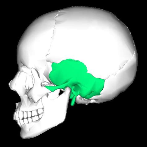 Temporal Bone Alchetron The Free Social Encyclopedia