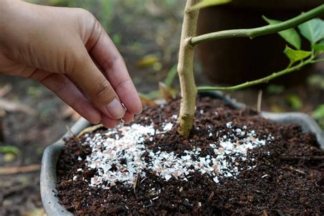 18 Ways To Use Natural Baking Soda In The Garden