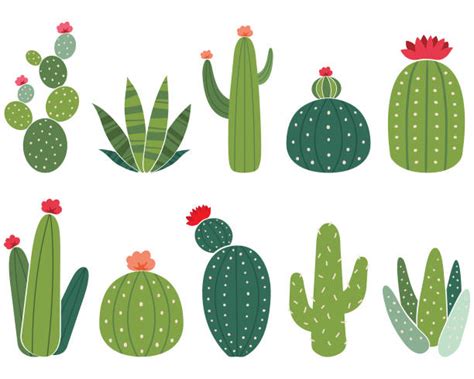 Cactus Illustrations Royalty Free Vector Graphics And Clip Art Istock