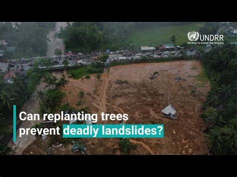 Do Trees Prevent Landslides Exploring The Natural Defense Mechanisms Of Forests ChaseDay Com