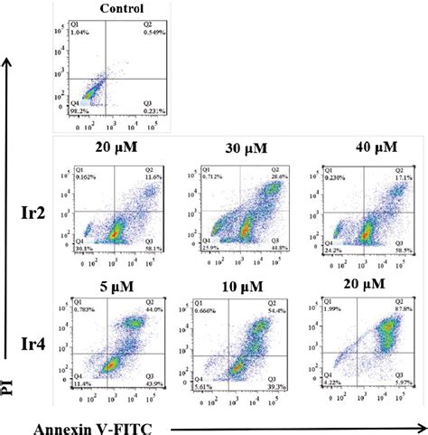 Annexin‐v Pi Double Staining Analyzed By Flow Cytometry Hela Cells Download Scientific Diagram