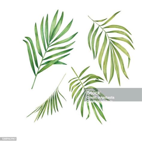 수채화에 이국적인 녹색 식물 열대 잎 야자수 잎 대나무 흰색 배경에 격리 디자인 초대장 배경 화면 결혼식 포장에 적합합니다 식물 학적 그림 0명에 대한 스톡 벡터 아트 및