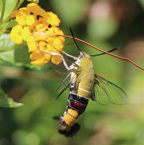 楽しいアウトドア生き物たちの星小林久先生との会話から コシブトハナバチホシホウジャクオオスカシバ たのしい教育研究所沖縄公式サイト
