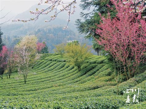 画卷天府·百花迎春｜峨眉山：沏开峨眉雪芽春茶里的热闹春天人民号