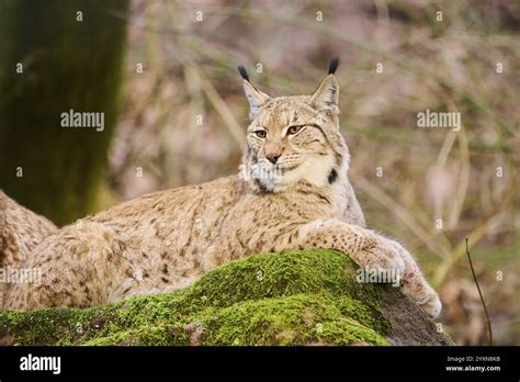 Eurasian Lynx Lynx Lynx Lying On A Rock Bavaria Germany Europe