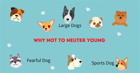 Can Dogs Sense Testosterone