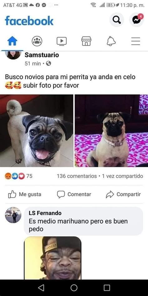 Perro Pendejo Meme Subido Por Wakoman Memedroid