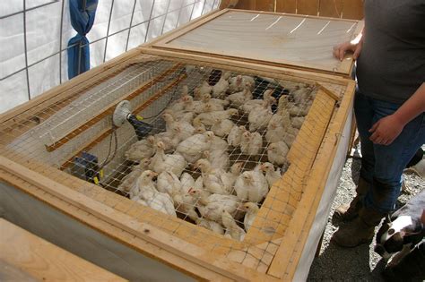 Chicken Coop Brooder Box At Lori Birdwell Blog