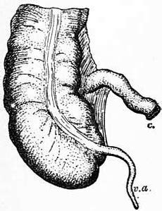 Appendix Drawing At GetDrawings Free Download