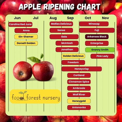 Apple Pollination Chart Food Forest Nursery