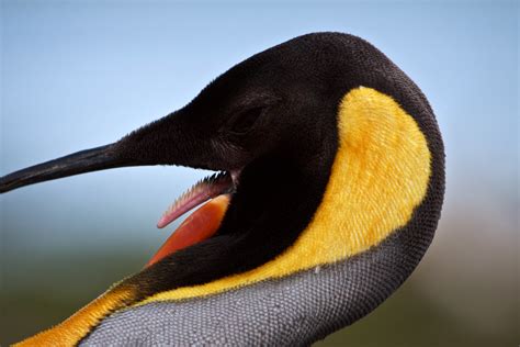 Penguin Tongue Colour