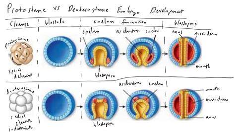 Protostome Vs Deuterostome Embryo Development Youtube