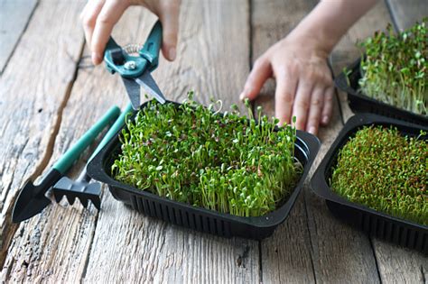 마이크로 그린 새싹 은 정원 도구를 트레이와 여성의 손에 마이크로 그린과 관심 배경 가정 생활에 대한 스톡 사진 및 기타 이미지 가정 생활 건강한 생활방식 건강한