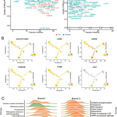 Granular Cell Developmental Trajectory With Pseudotime A Key Genes
