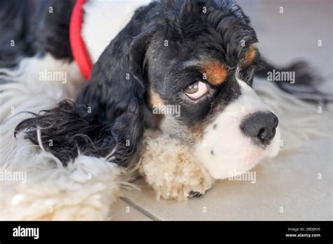 Cute Adult Purebred Tricolor American Cocker Spaniel Indoors A Black
