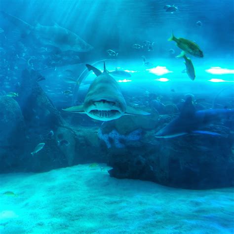 Took This Picture Of This Beautiful Shark At Ripleys Aquarium In
