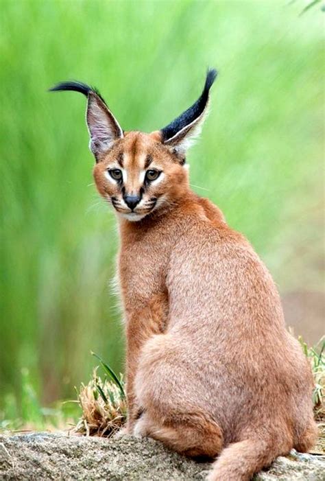 Caracal Caracal Kittens Caracal Cat Breeds