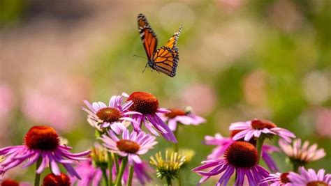 მონარქის პეპელა ბოტანიკურ ბაღში