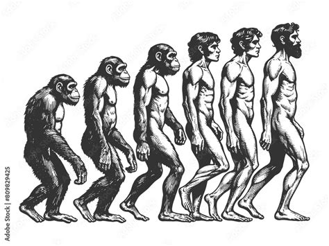 Evolution Of Man From Ape Through Various Stages To Modern Human Sketch